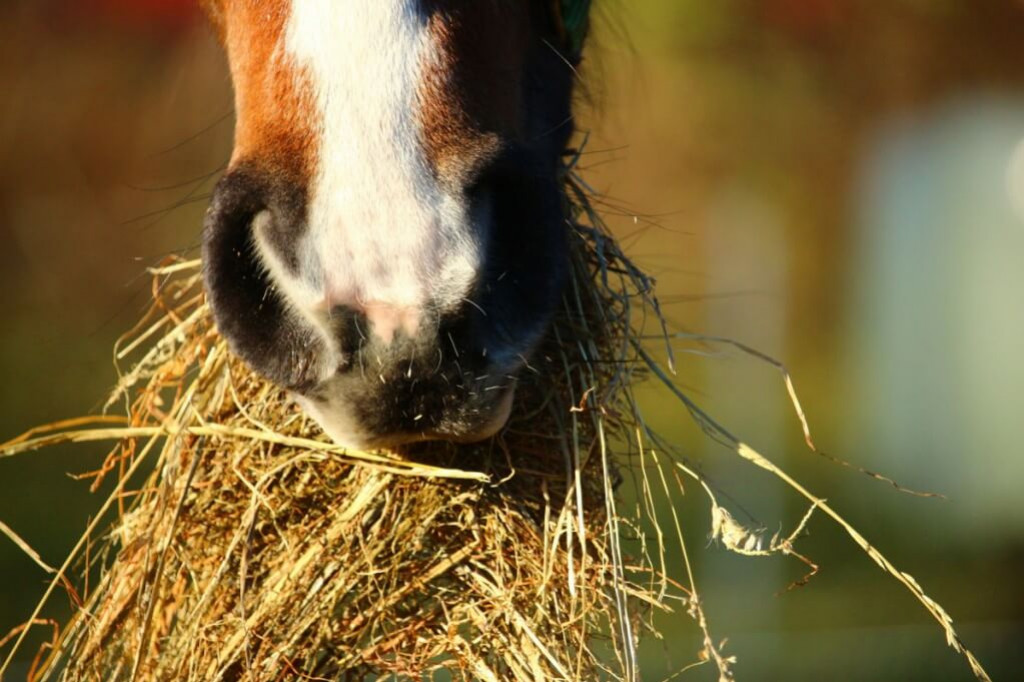 Les Principales Maladies Respiratoires Cheval