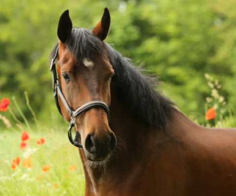 Syndrome Métabolique Equin, mieux le comprendre pour l'appréhender