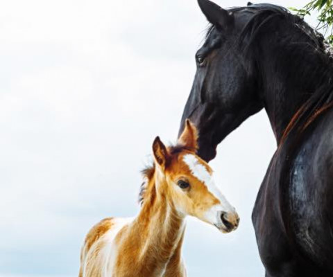 Combien de temps dure la gestation chez le cheval?