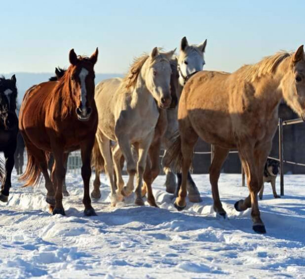 Bien préparer son cheval à l'hiver