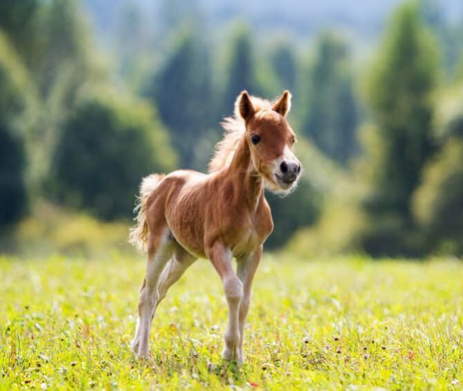 Poulain maison | Les bonnes pratiques